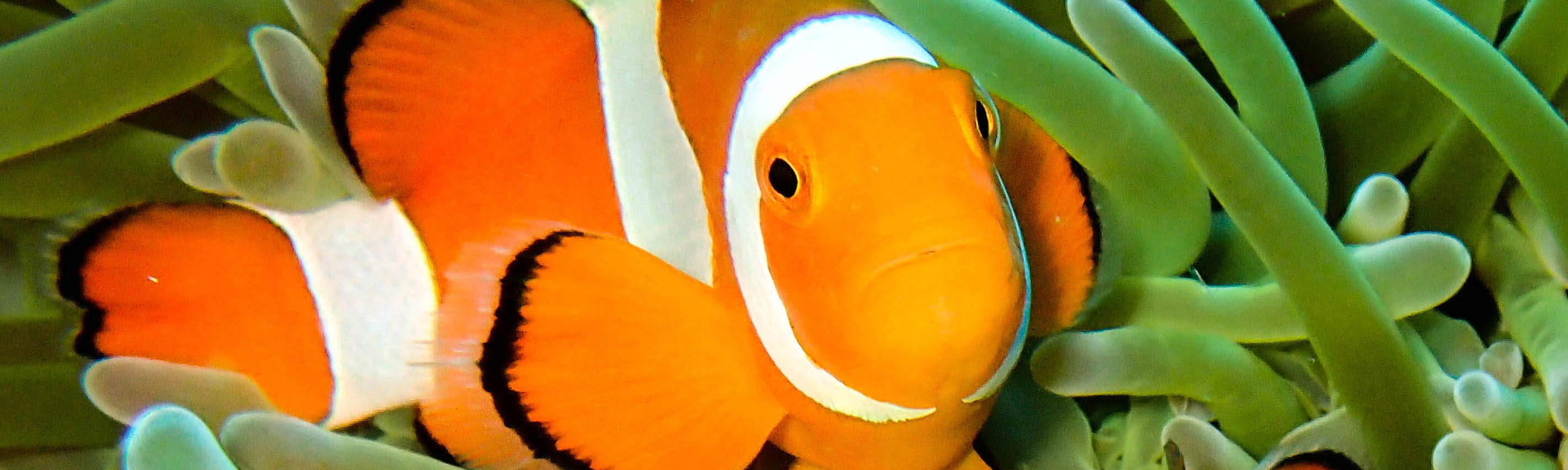 Jelajahi Kedalaman dengan Kursus Penyelam Perairan Terbuka PADI di Komodo - Resor Selam Bintang ...