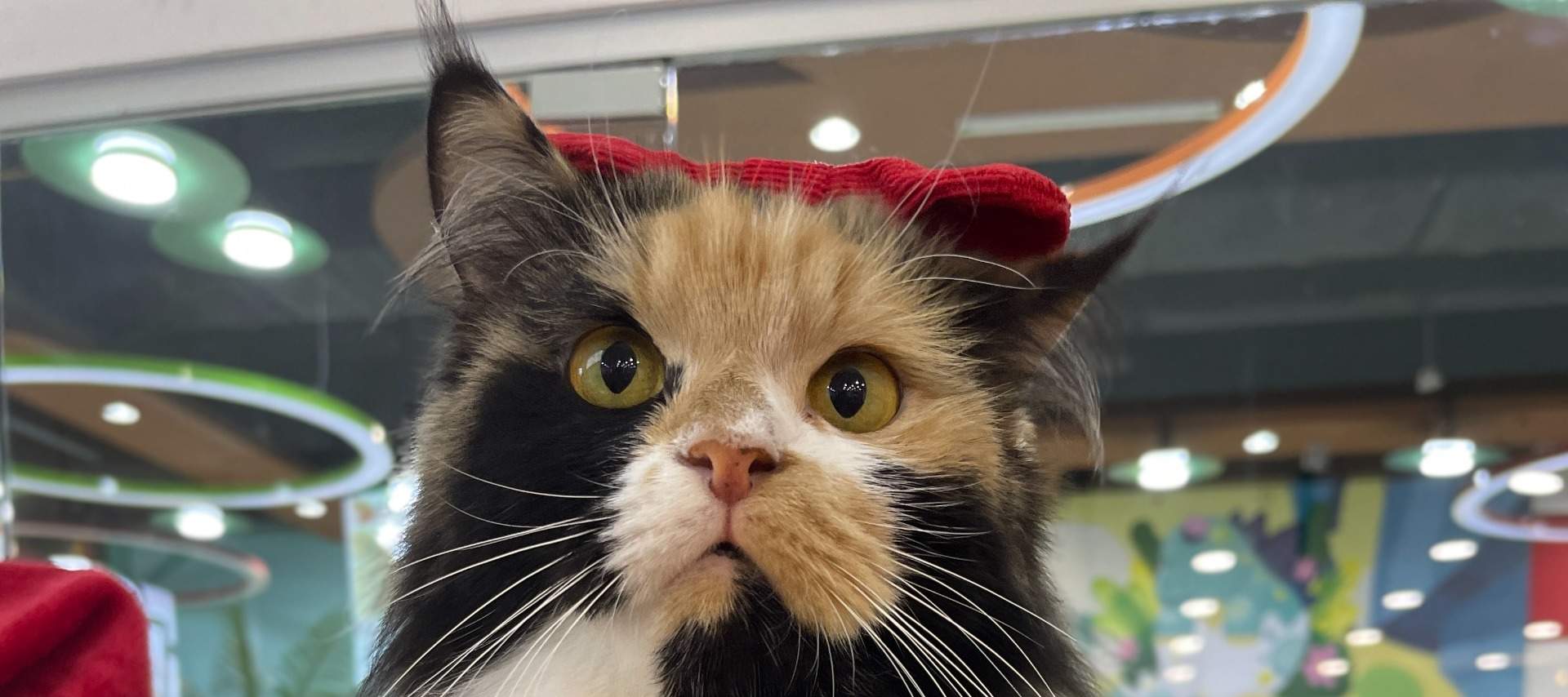 Chucky Cat Cafe in Johor Bahru, Malaysia - Klook Singapore