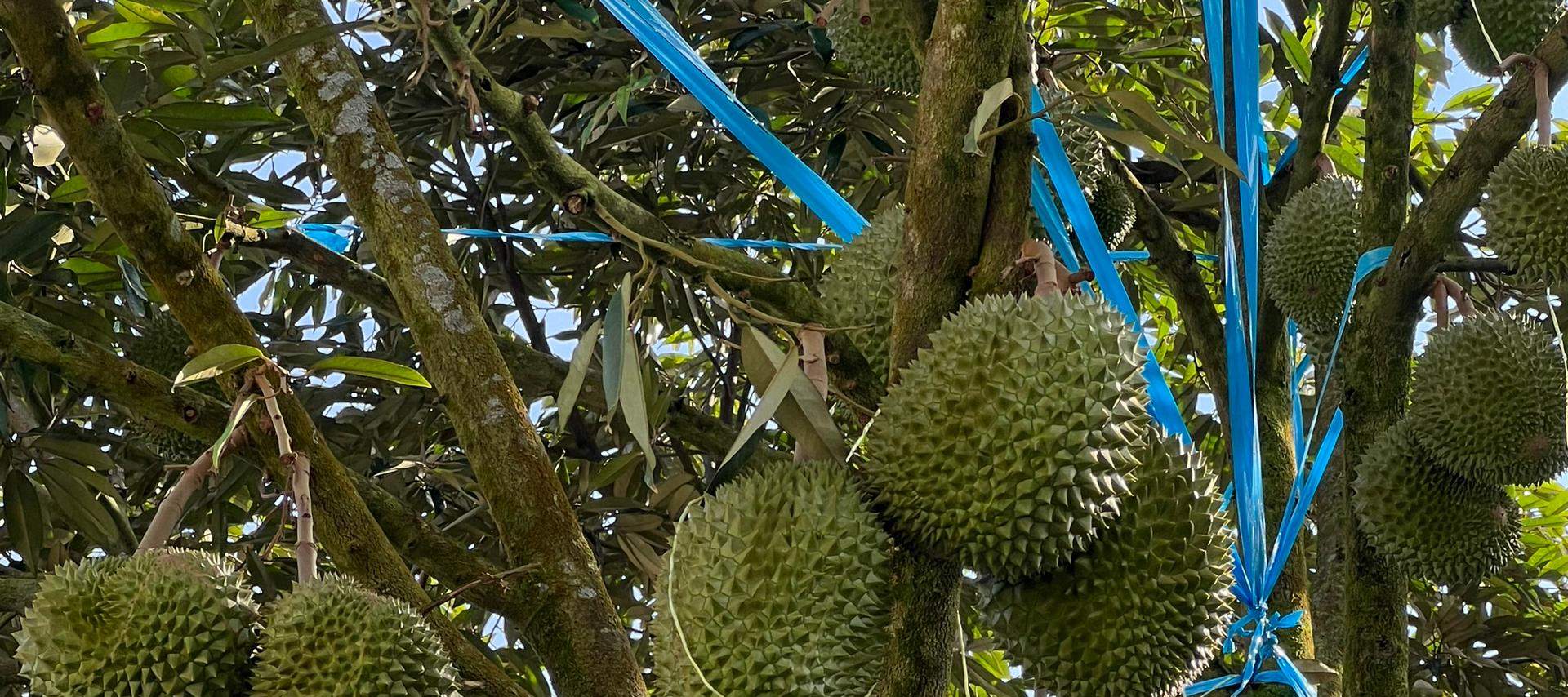 Genting Day Tour with Batu Caves, Berjaya Hill & Durian Tasting - Klook ...