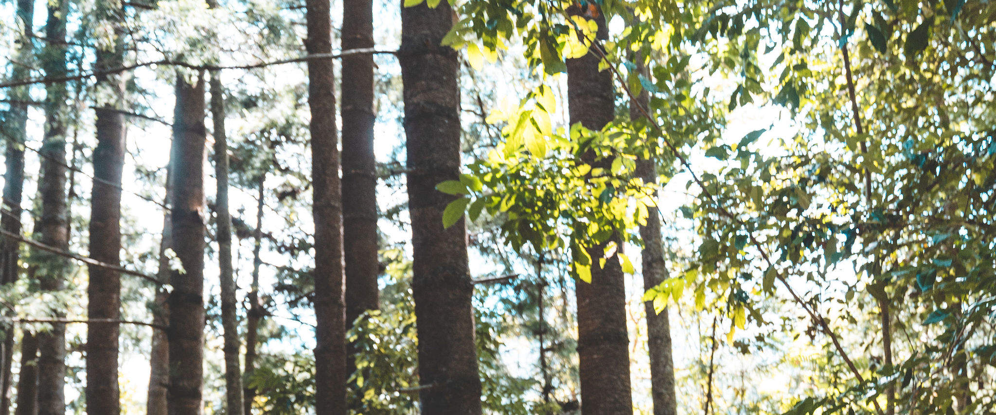 Springbrook & Tamborine Rainforest Tour - Klook