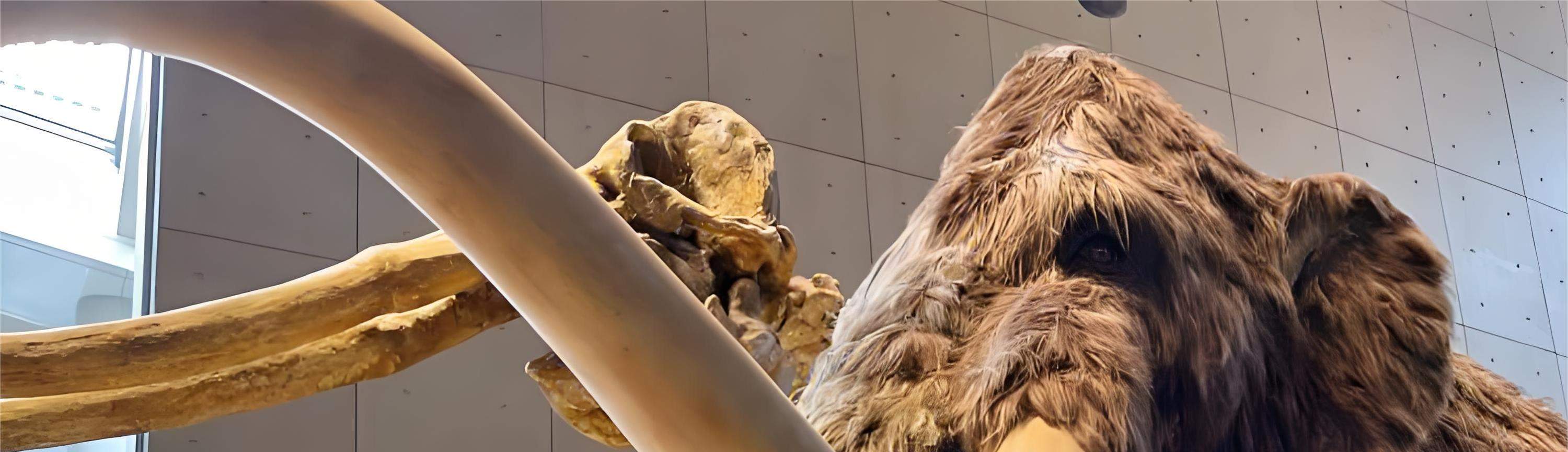 Half-Day Tour of Shanghai Natural History Museum (2-Hour In-Depth ...