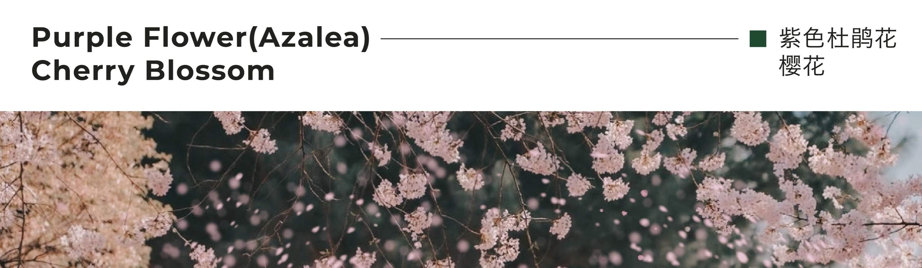 Cherry Blossom Suwon Hwaseong Fortress Tour from Seoul - Klook