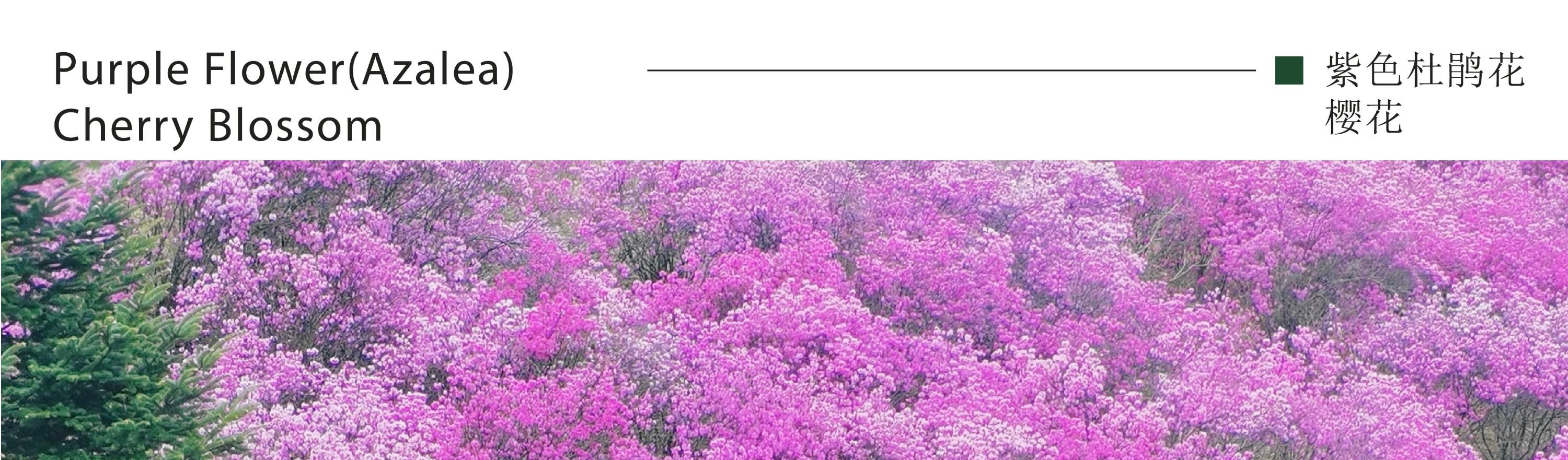 Cherry Blossom Suwon Hwaseong Fortress Tour from Seoul - Klook India