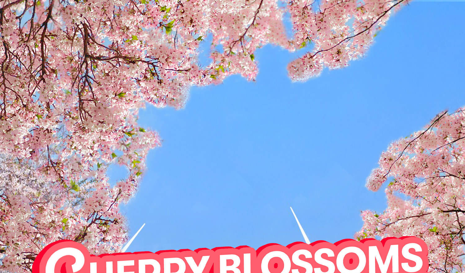 Jeju Canola Flower & Cherry Blossom Private Day Tour (By Wondertrip ...