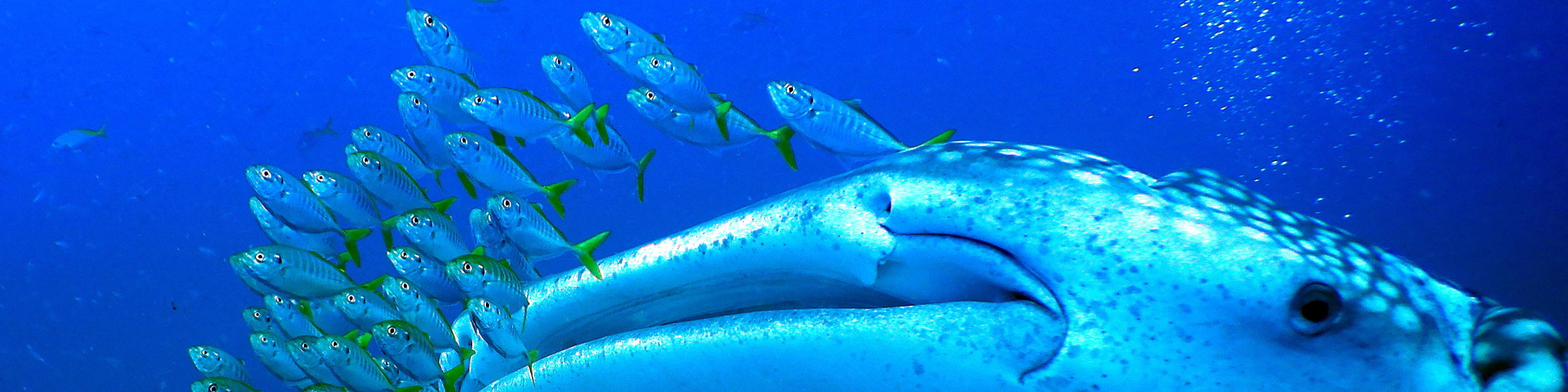 Dive Tour Sail Rock in Koh Samui with PADI 5 Star Dive Center - Klook