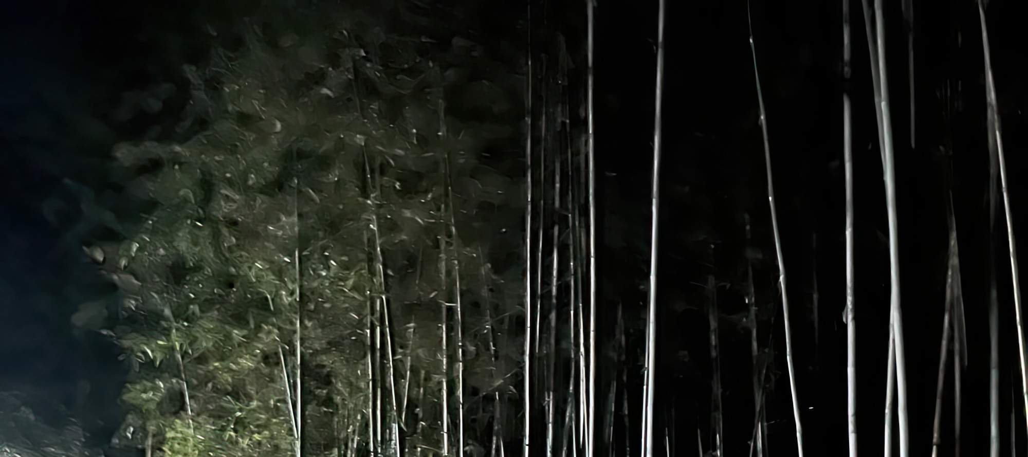 Kyoto City, Arashiyama Ghost Hunting Night Tour - Klook