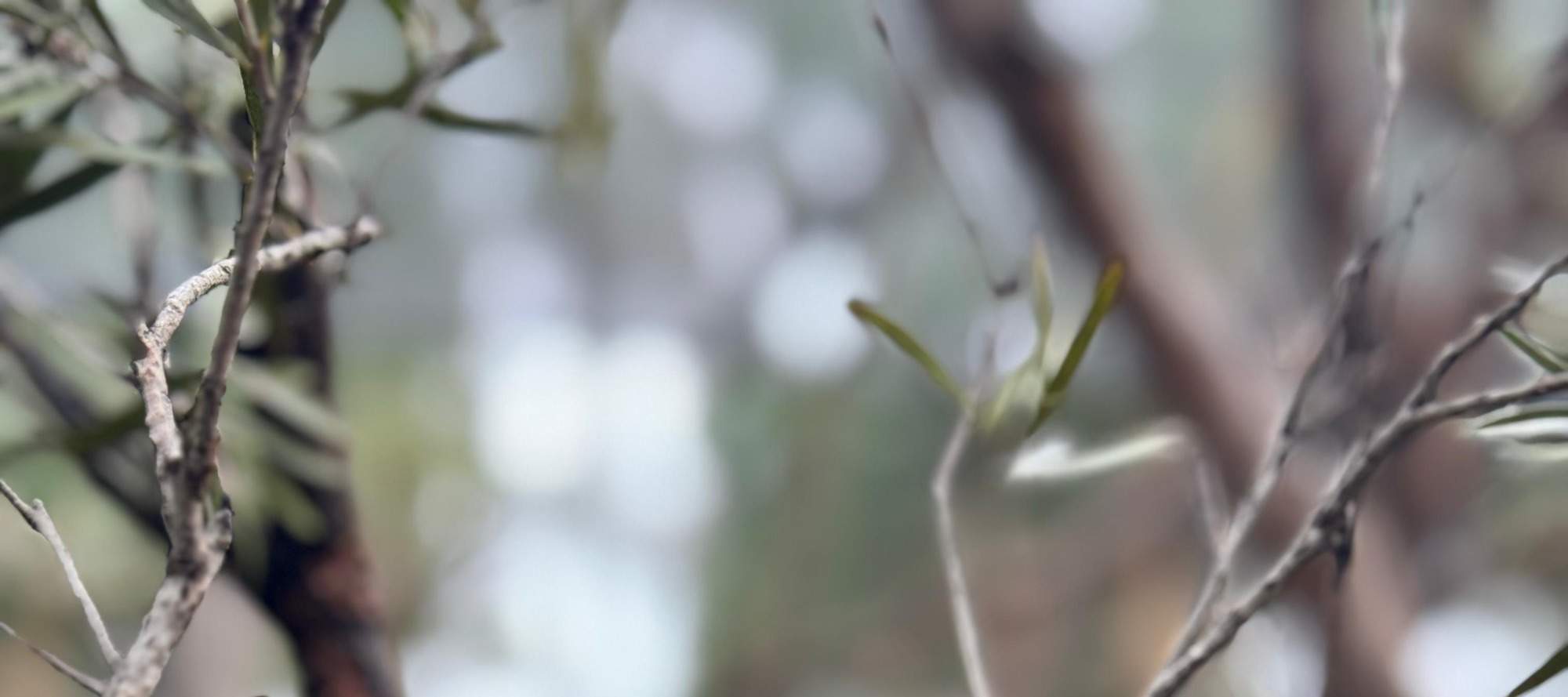 Australian Wildlife, Blue Mountains & Scenic World Private Tour - Klook ...