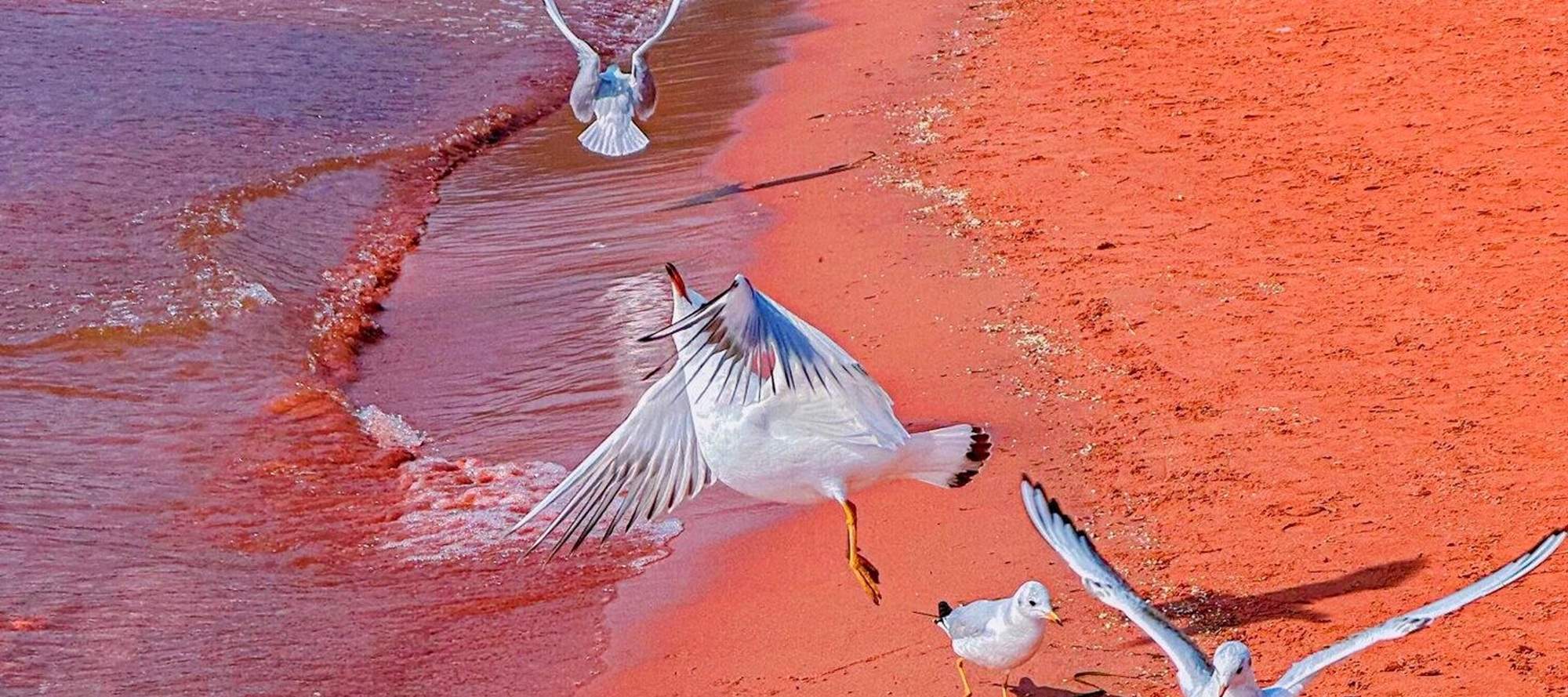 Pure Fuxian Lake Day Tour in Yunnan (Fuhai Bay Wetland Park + Hongzui ...