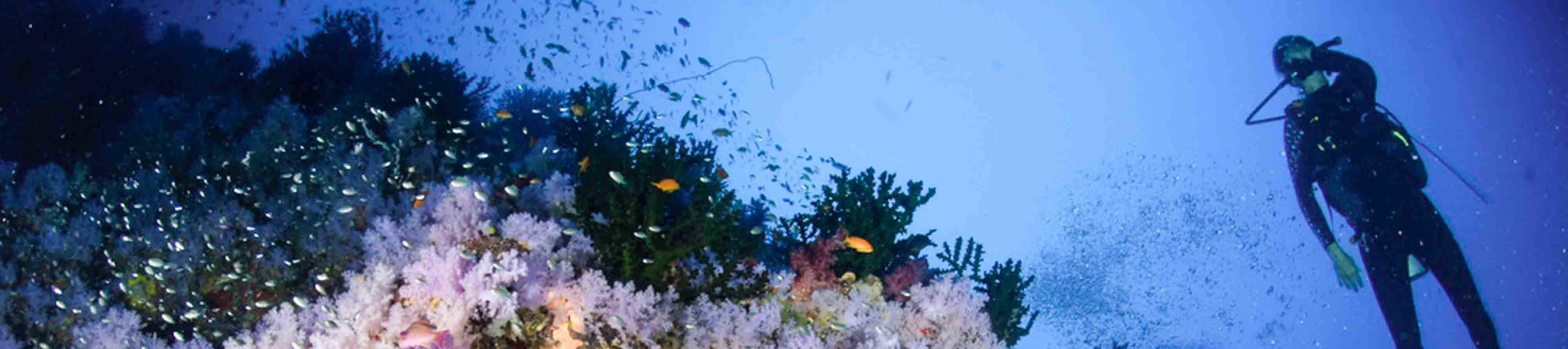 Jelajahi Rainbow Reef Diving di Kepulauan Fiji bersama PADI Freediver ...