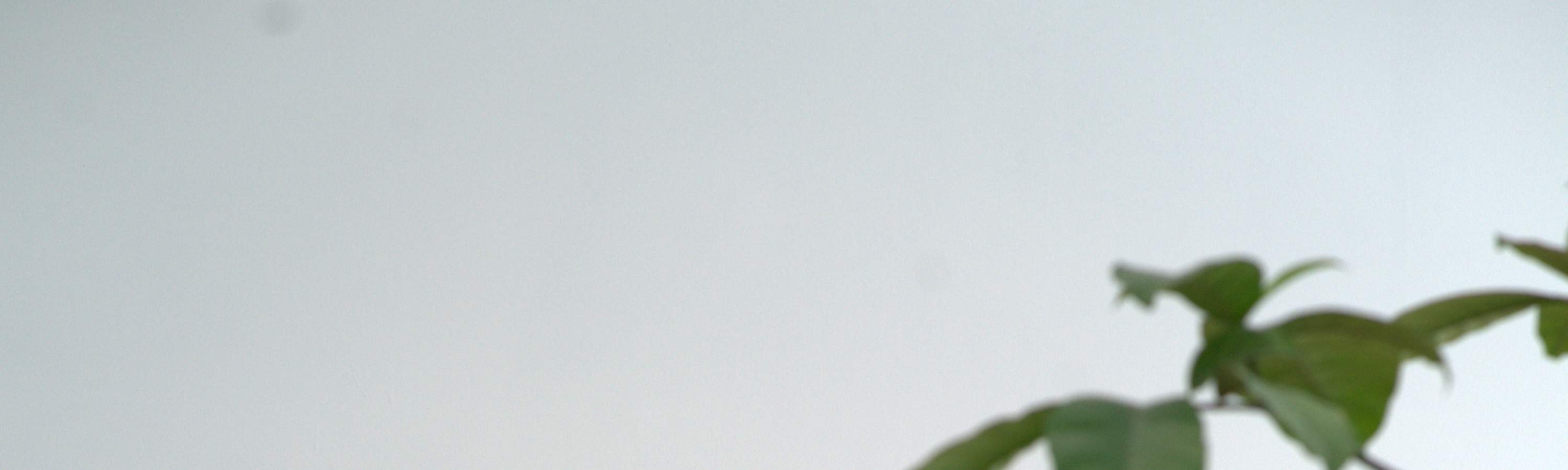 Lujosa experiencia de cuidado del cuero cabelludo y coloración del ...