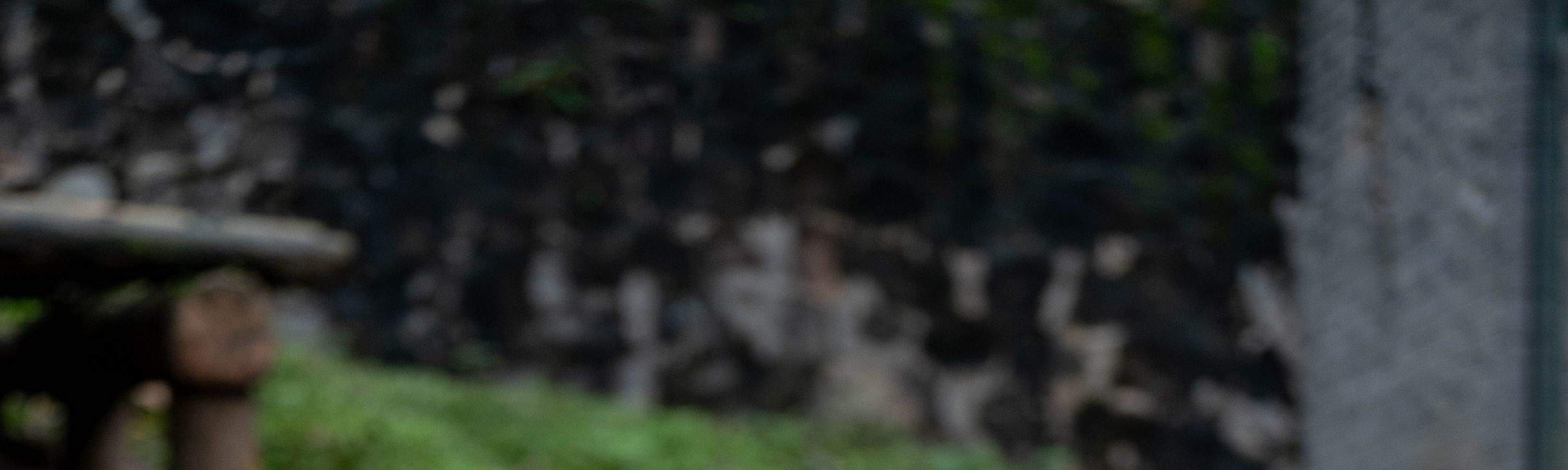 [Panda Volunteer] 1-Day Charity Experience: Dujiangyan/Wolong Panda ...