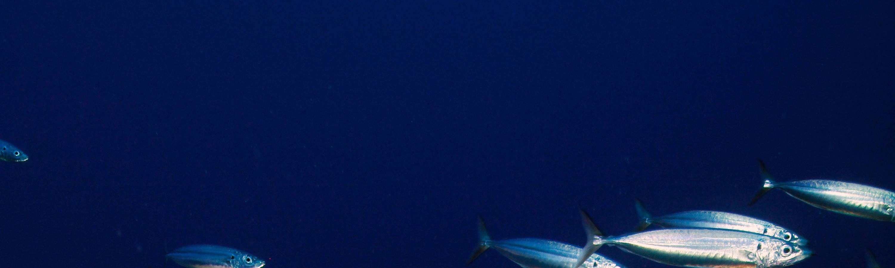 Unleash Adventure: Fun Dive Package in Puerto Galera with a PADI 5 Star ...