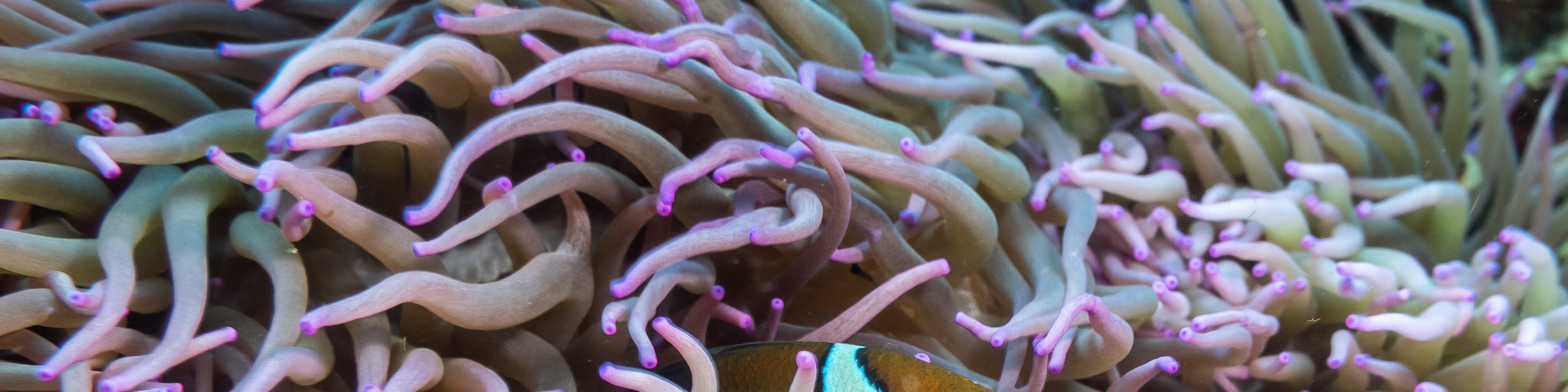 Explore the Underwater World with PADI Discover Scuba Diving in Komodo ...