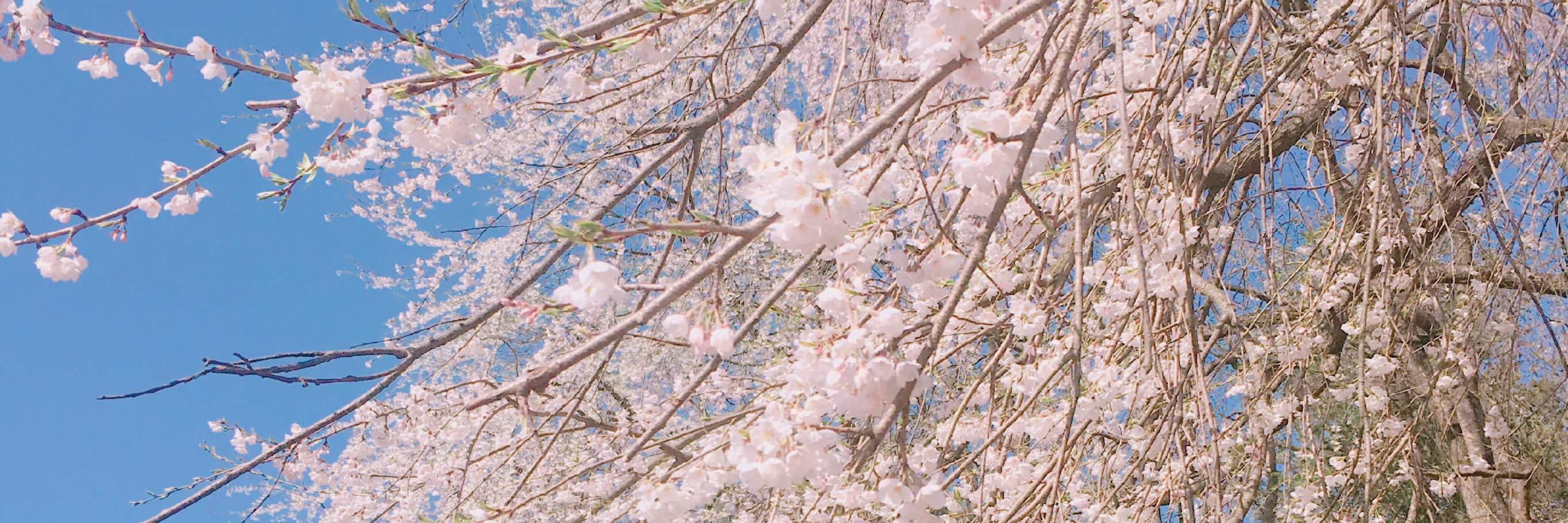 Nami Island & Eobi Ice Valley & Panorama Field & Morning Calm Tour - Klook