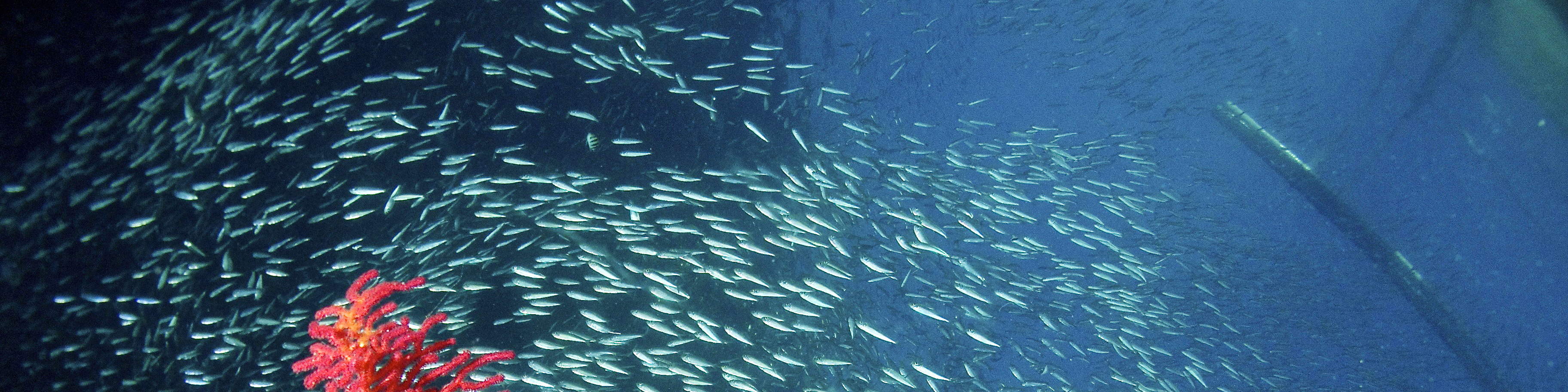 Dive into Adventure: PADI Open Water Diver in Moalboal with PADI 5 Star ...