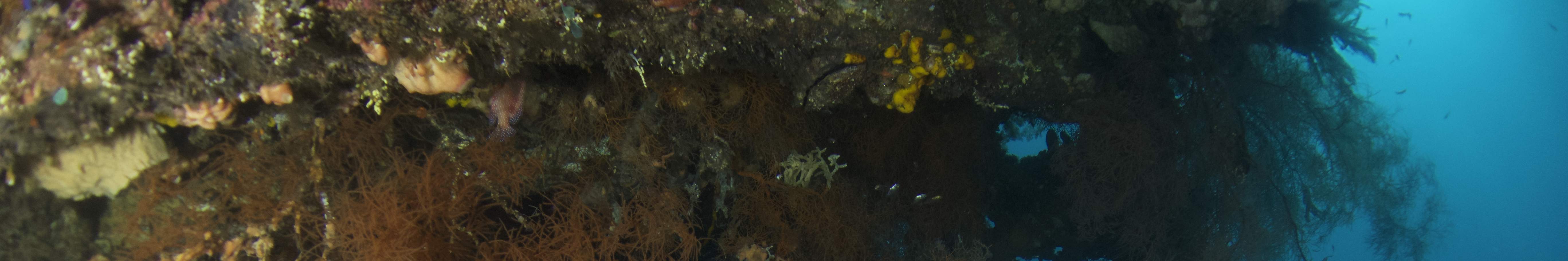 Experience Unforgettable Underwater Adventures with 2 Dives at USAT ...
