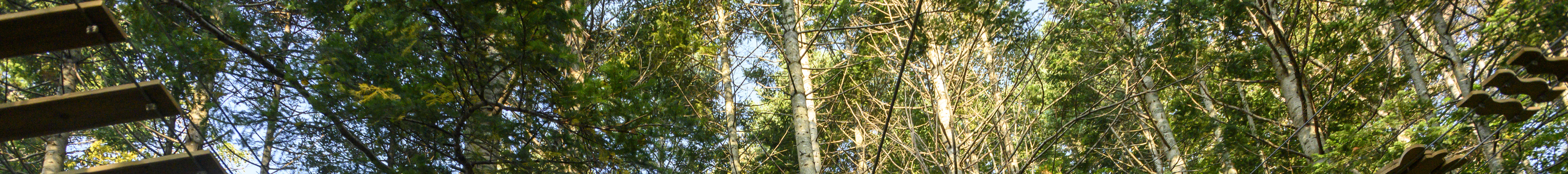 Niseko Ezo Fuji (Mt. Yotei) TreeTrekking & TreeWalk - Klook