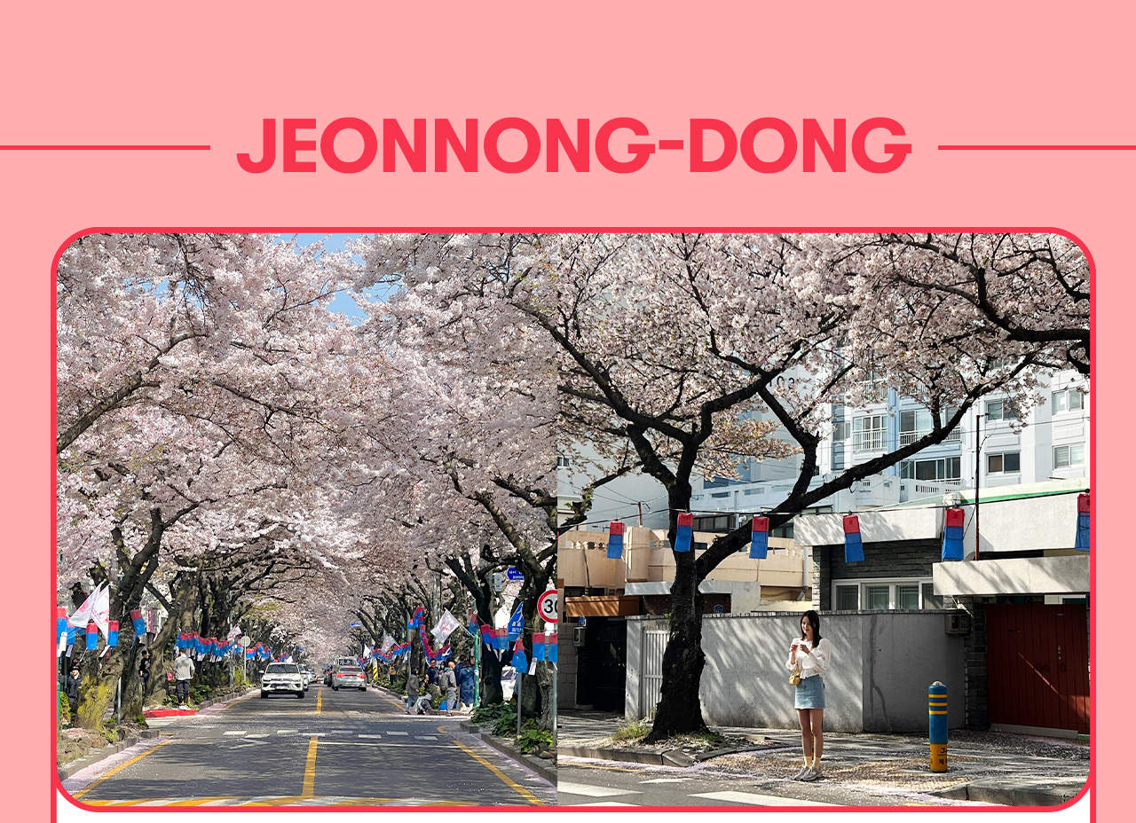 Jeju Canola Flower & Cherry Blossom Private Day Tour (By Wondertrip ...