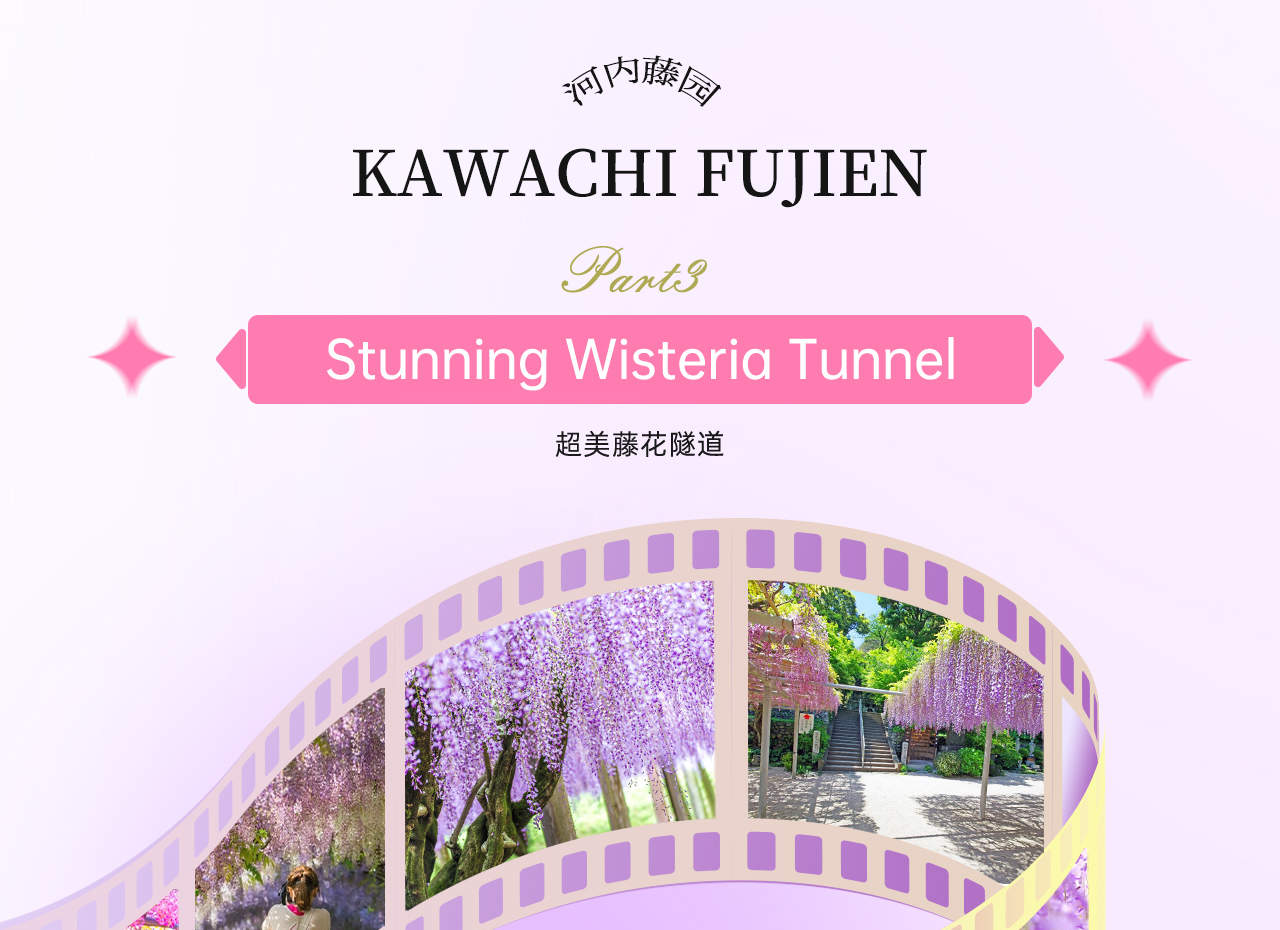 Limited-Time Flower Viewing | Northern Kyushu | A Day Trip from Fukuoka ...