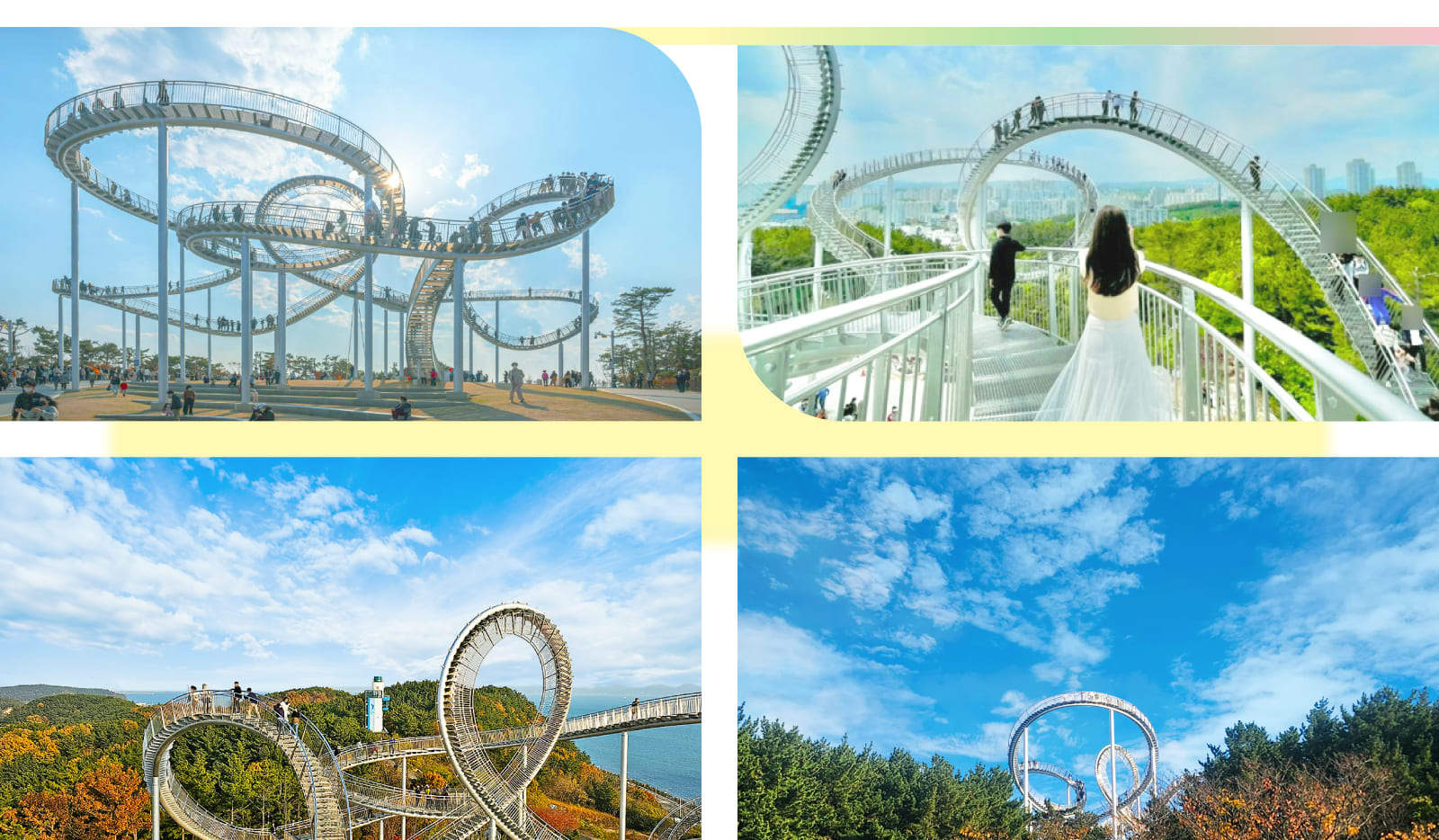 Pohang Space Walk x Cherry Blossom, Guryongpo, Homigot Canola Flower ...