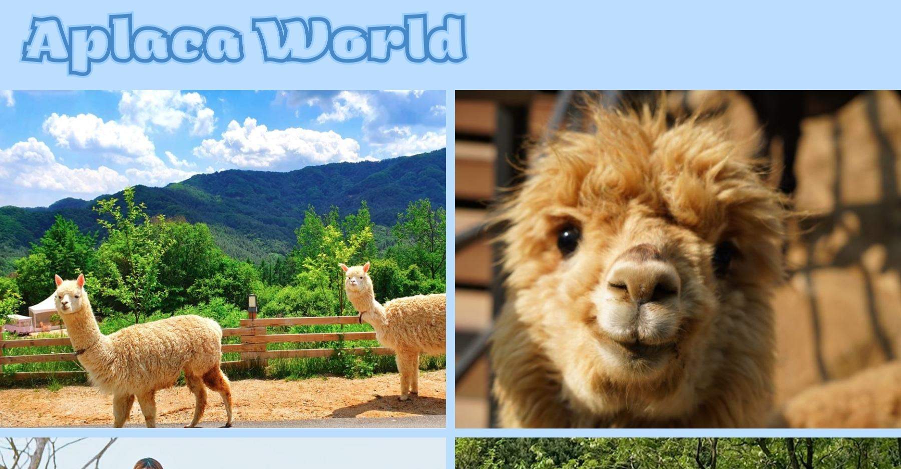Excursión de un día a la zona de pastoreo de alpacas, carreras de luge ...