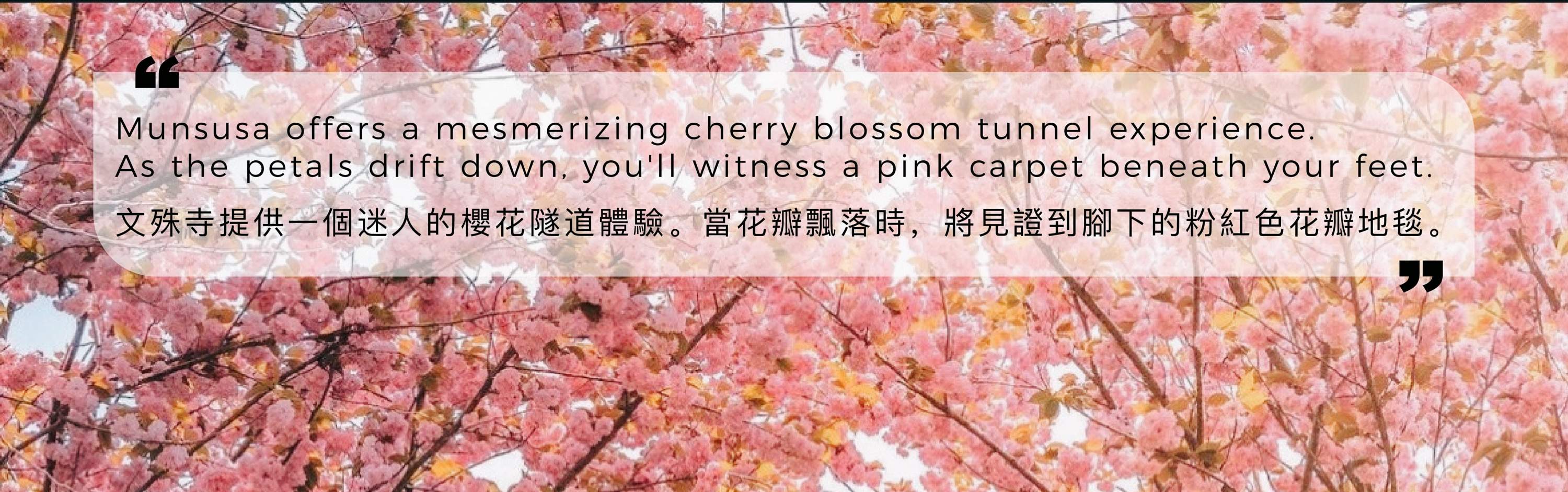 Cherry Blossom Suwon Hwaseong Fortress Tour from Seoul - Klook