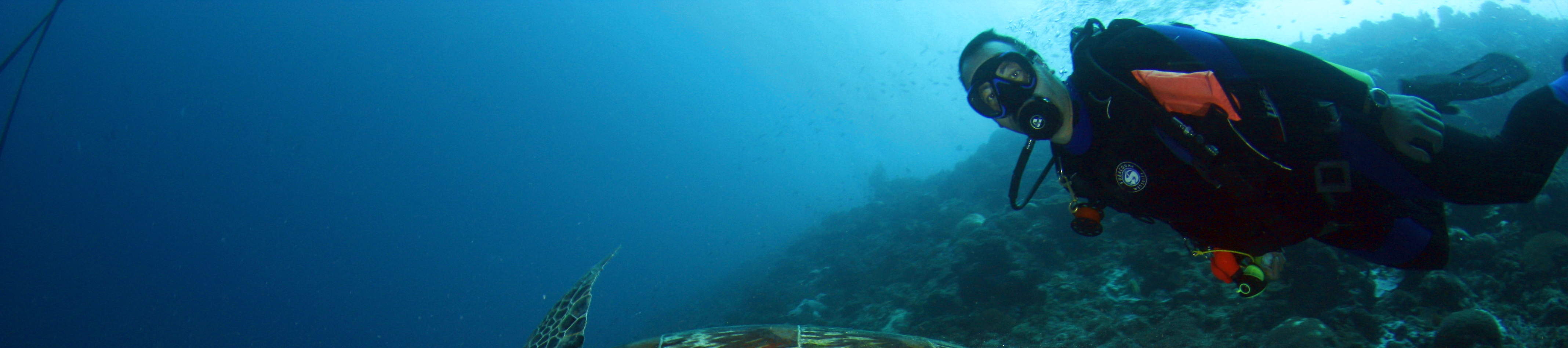 Explore the Depths: 5-Dive Moalboal Reef Package in Moalboal with PADI ...