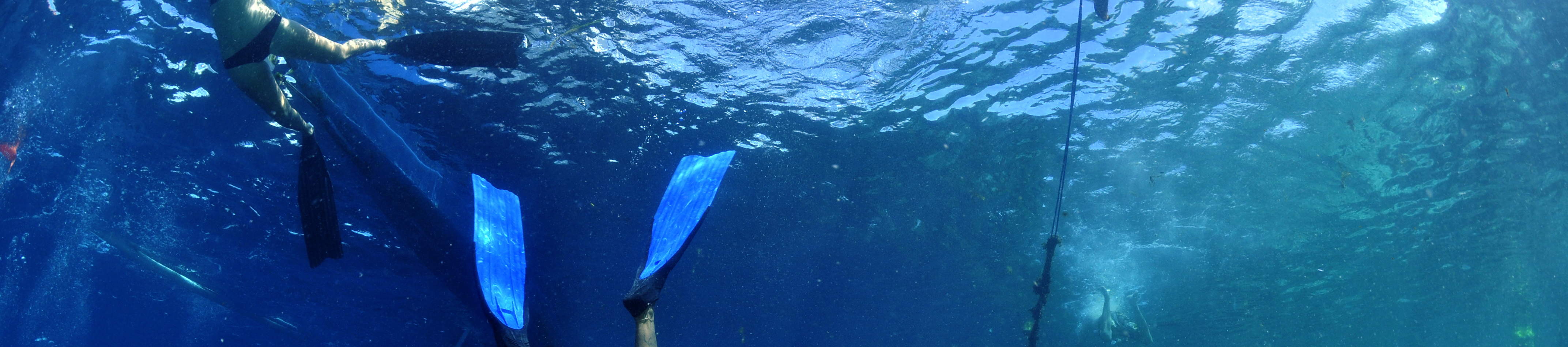 Dive Into Adventure: Discover Scuba Diving in Moalboal with PADI 5 Star ...