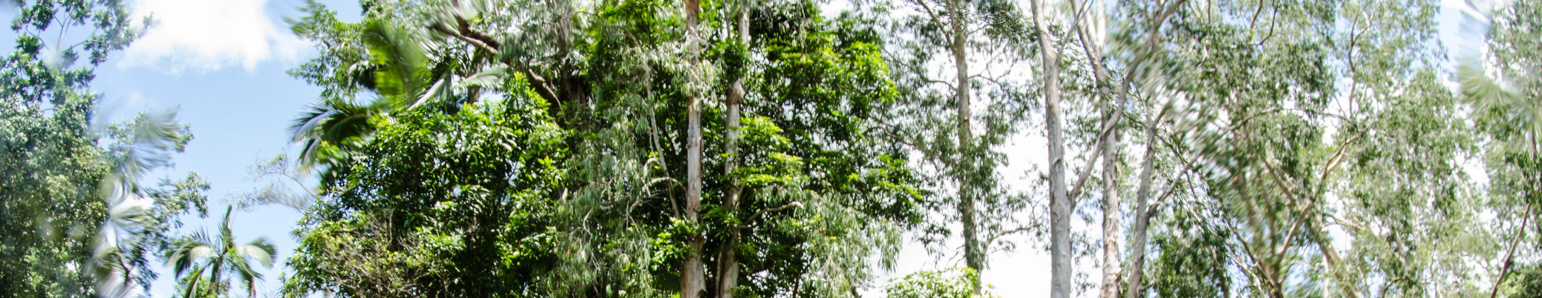 A Rainforest Try Dive in Queensland with PADI Dive Center - Klook