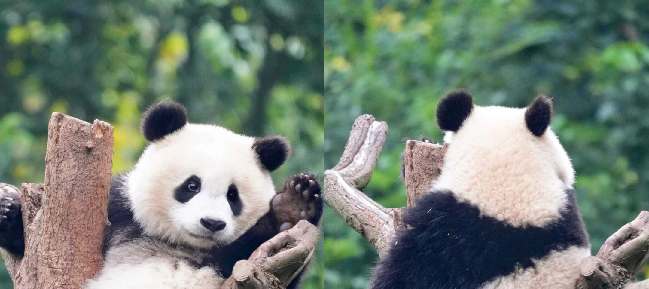 Sichuan Chengdu Giant Panda Base + Sanxingdui Museum 1-day tour (2-7 ...