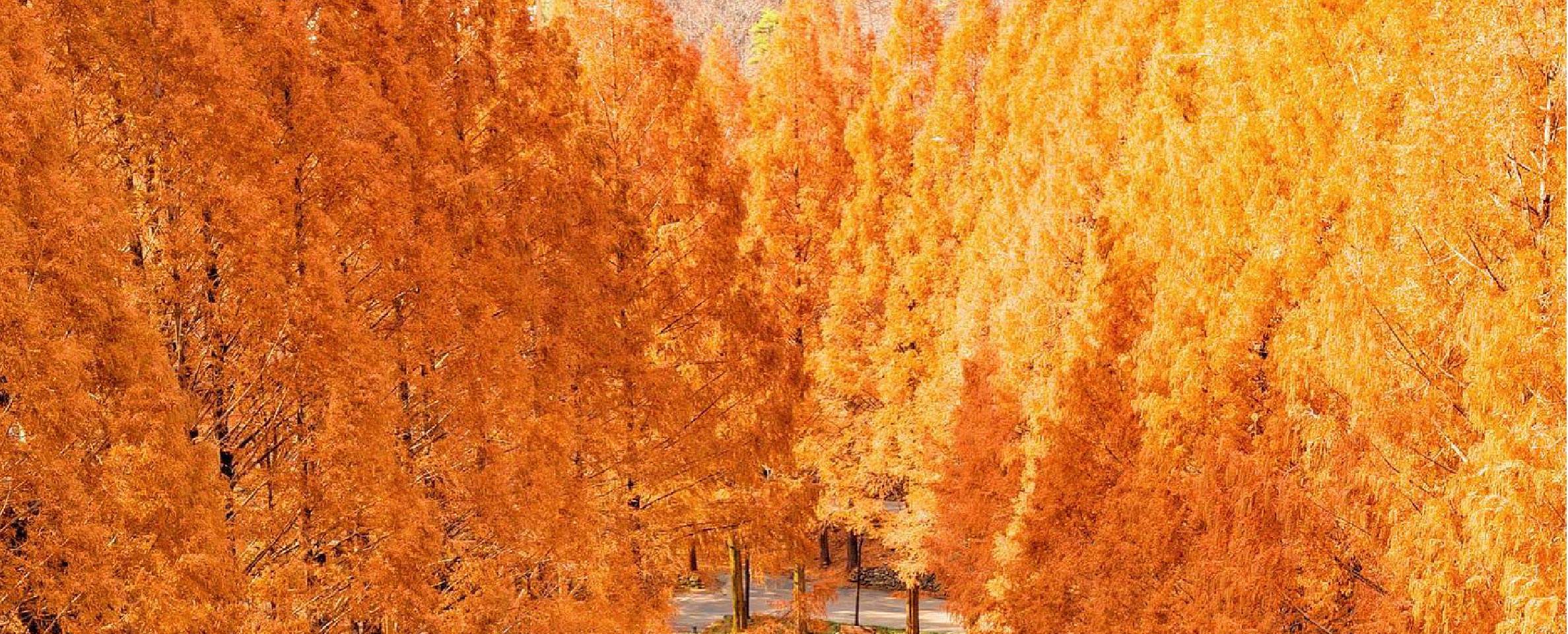 Jeonju Hanok Village & Seasonal Popular Attractions Day Tour - Klook India