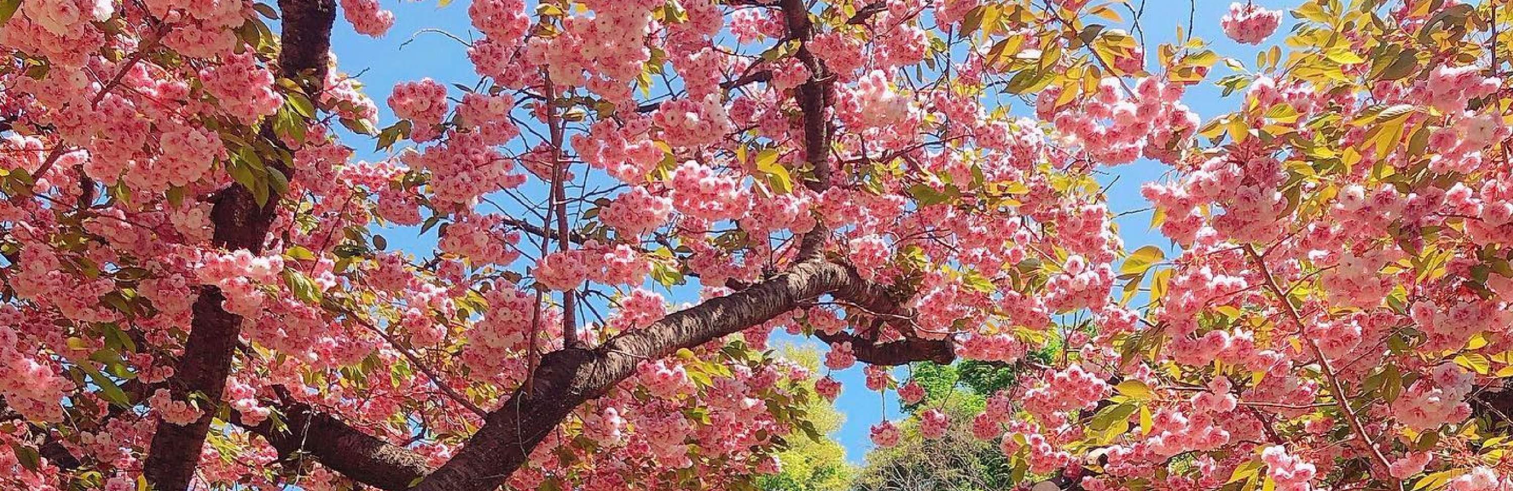 Cherry Blossom Suwon Hwaseong Fortress Tour from Seoul - Klook India
