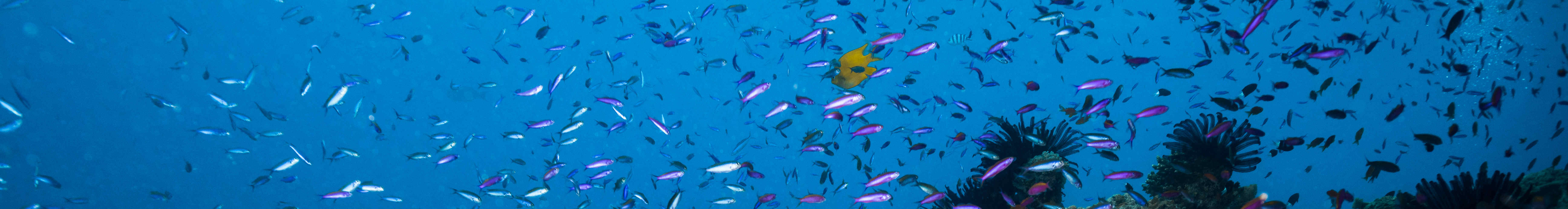 Explore the Depths with Our Premium Guided Dive Trip in Port Douglas ...