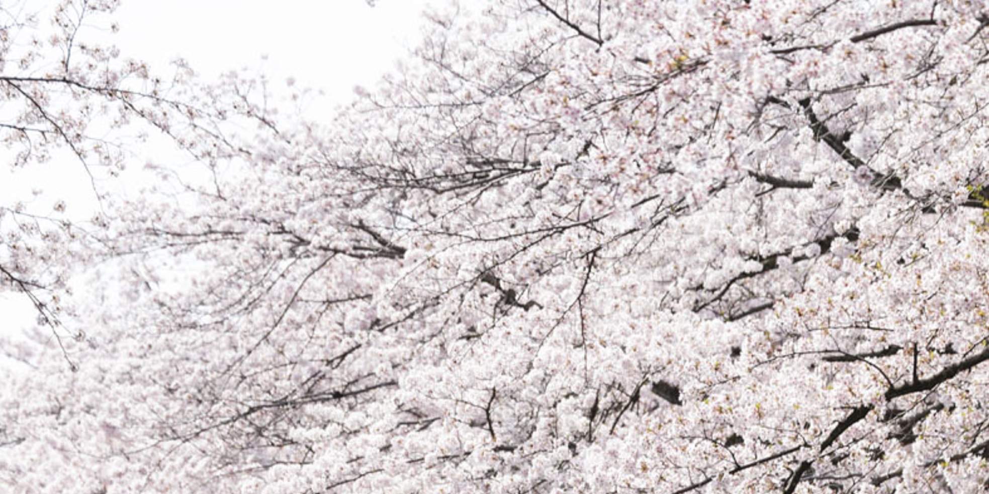 Amazing Sakura 1 Day Tour with Charter Train and Boat from Nagoya ...