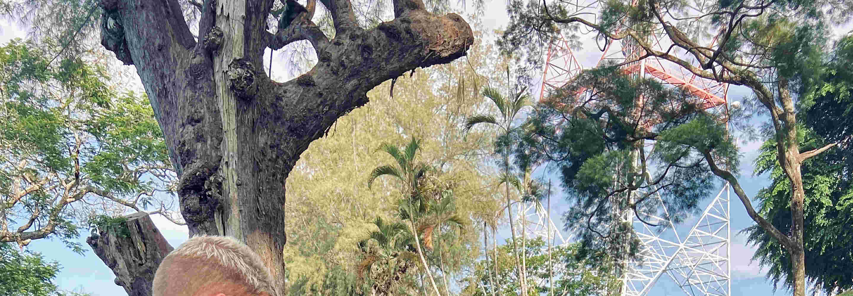 Fireflies Night Tour with Seafood Dinner and Boat Ride - Klook Singapore