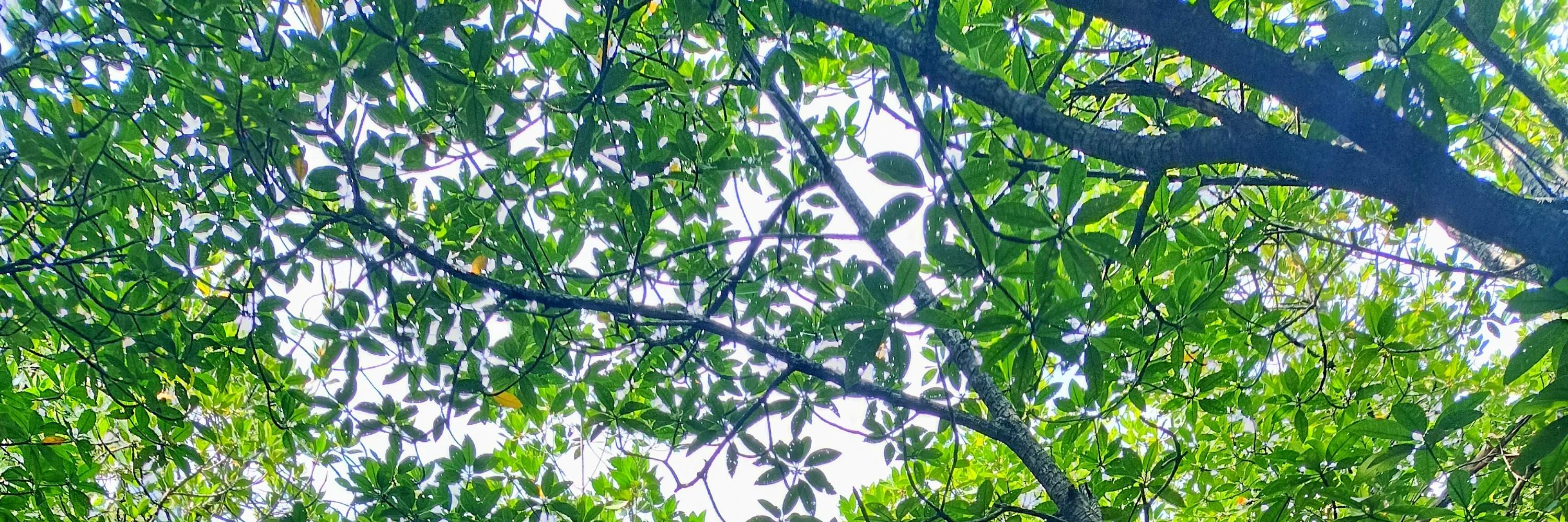 Bintan Mangrove atau Fireflies Tour - Klook Indonesia