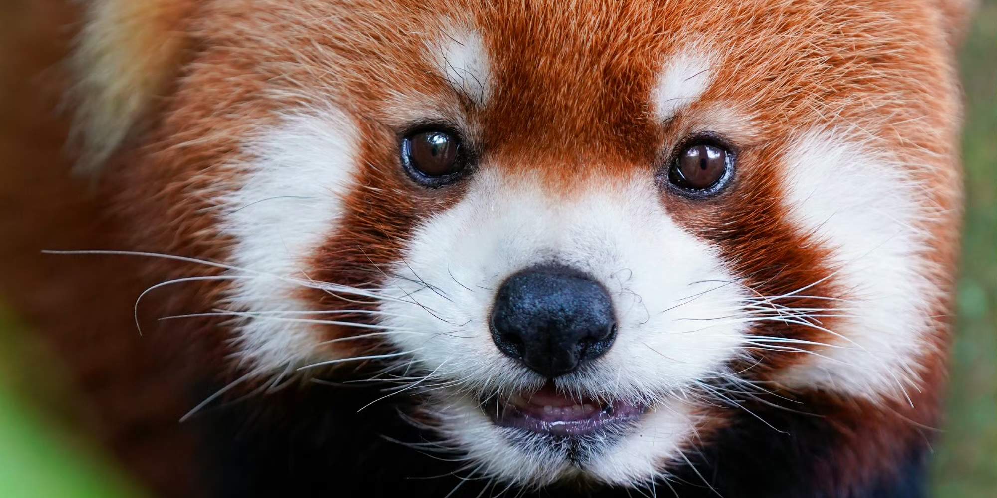 Sichuan Chengdu + Giant Panda Base + Sanxingdui Boutique 1-Day Tour ...