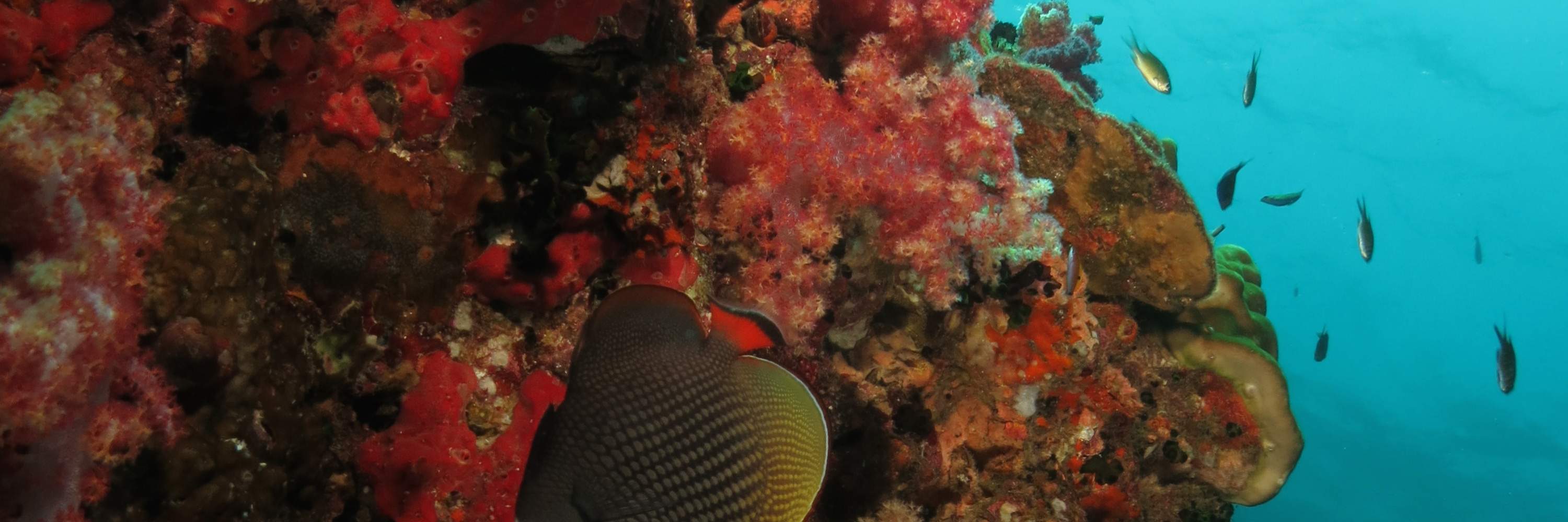 Explore the Best Dive Sites on a Full-Day Dive Trip in Borneo with PADI ...