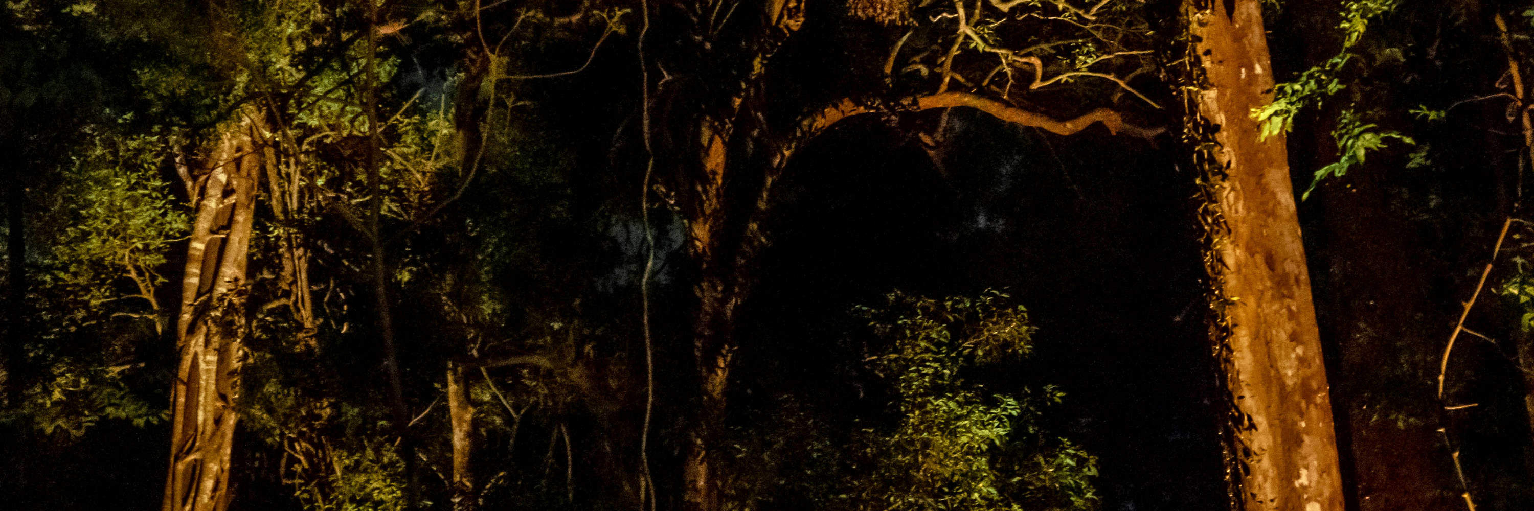 Dream Forest Langkawi Ticket - Klook India