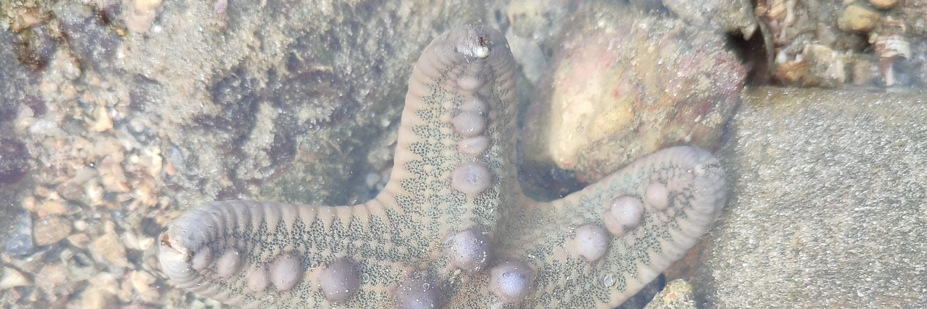 90 Minutes Beach and Tide Pool Walk in Desaru Walking Tour - Klook Malaysia