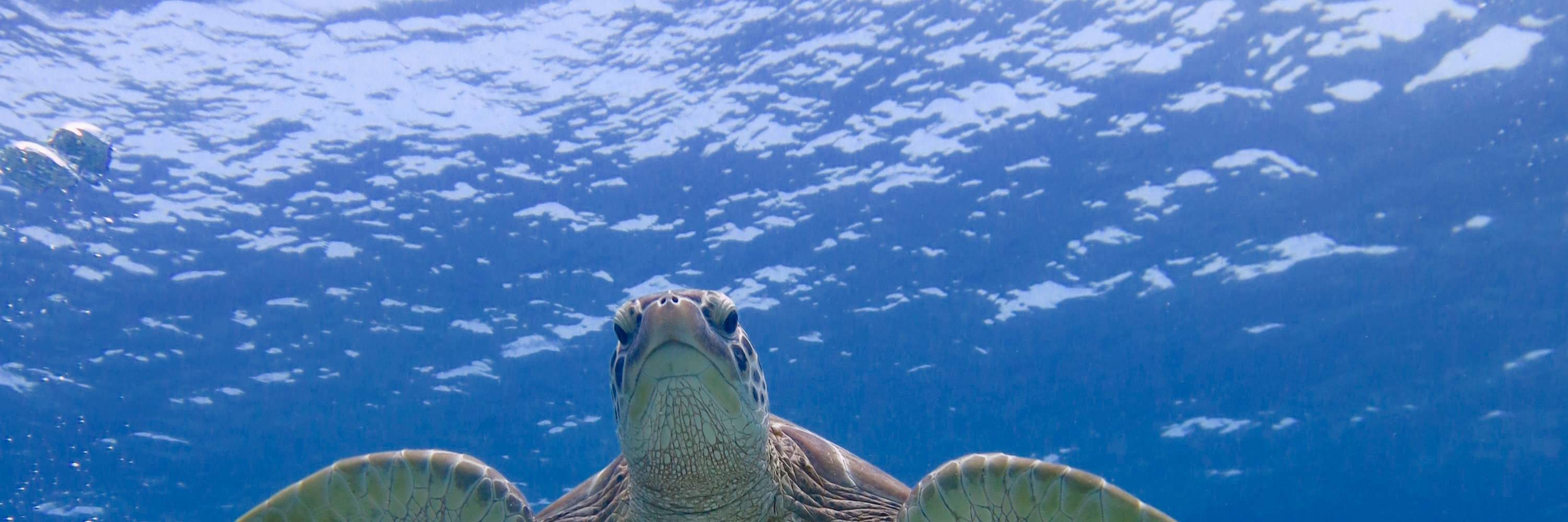 Experience Premium Discover Scuba Diving in Lombok with PADI 5 Star ...