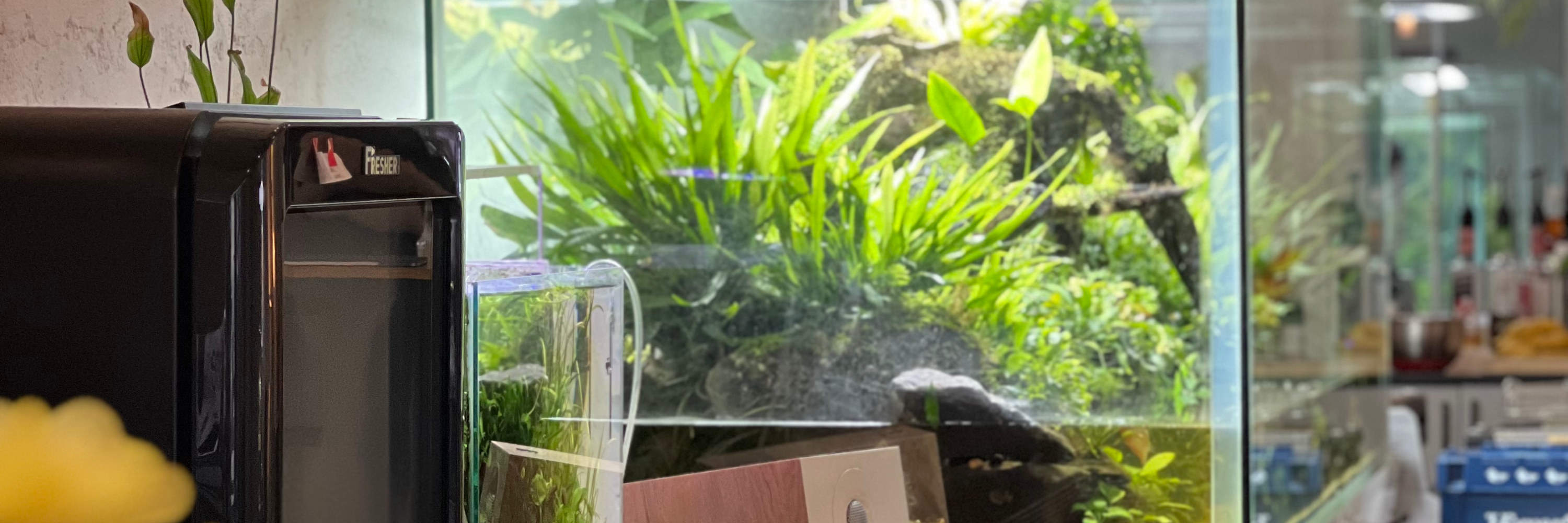 Join In Make A Terrarium Experience in Phuket - Klook India