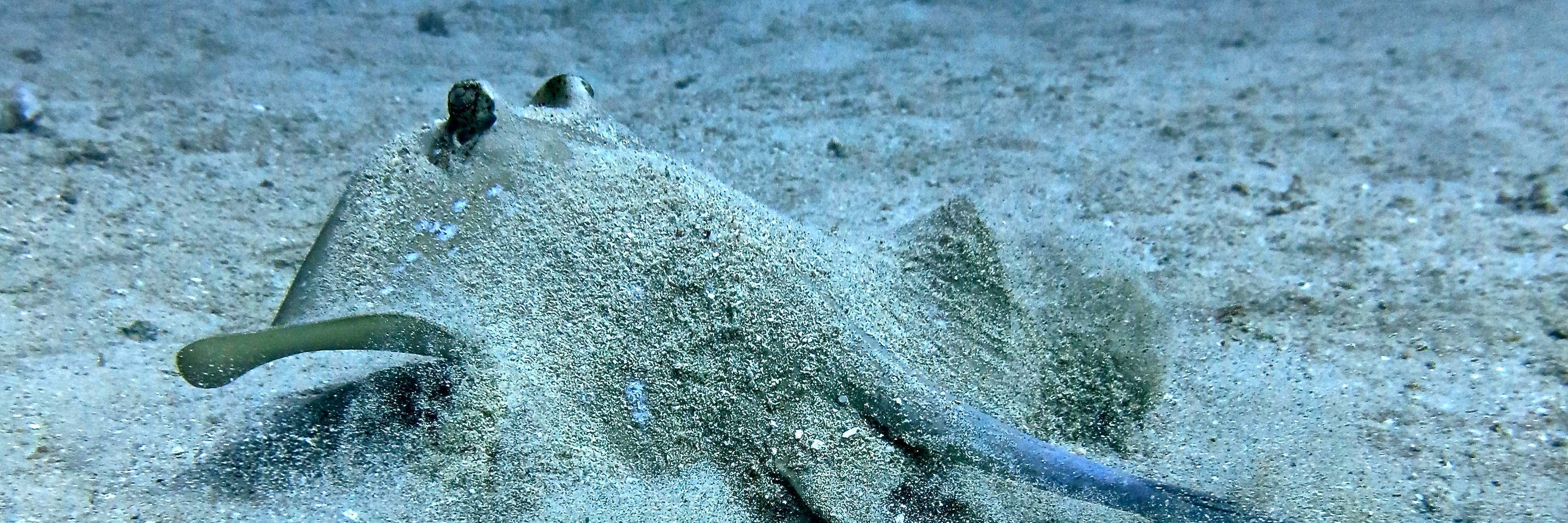 Explore Gili Islands with Our PADI 5 Star Dive Center - Full-Day Dive ...