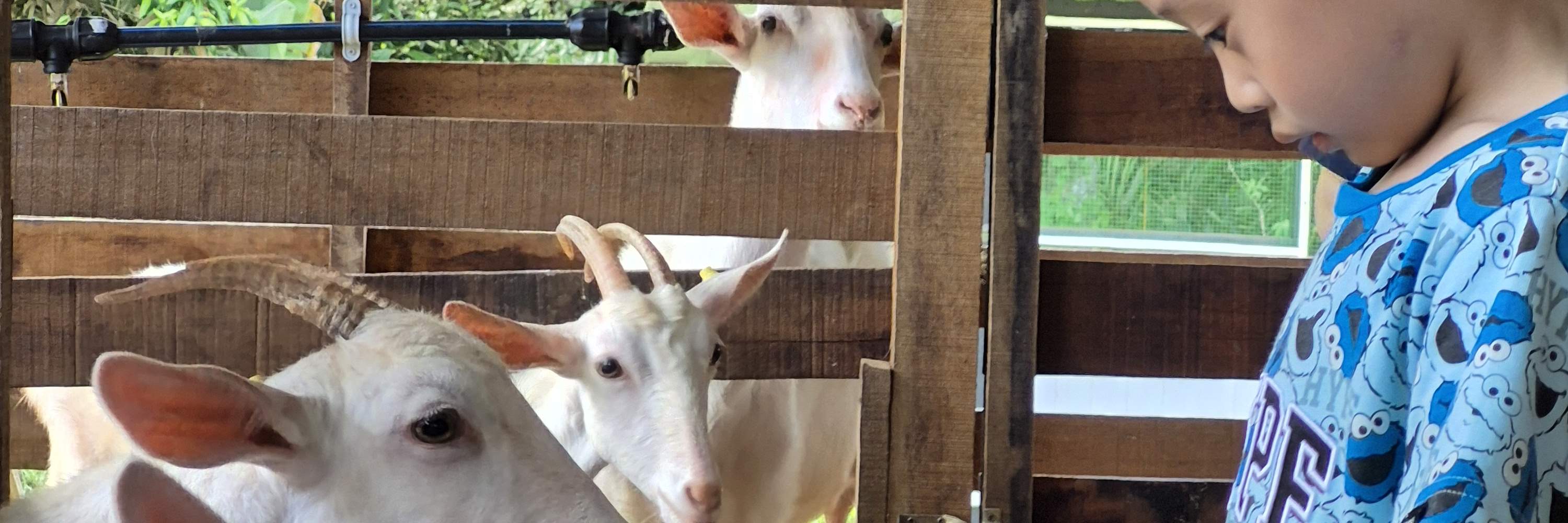 Gentle Farms Tours di Johor Bahru - Klook Indonesia