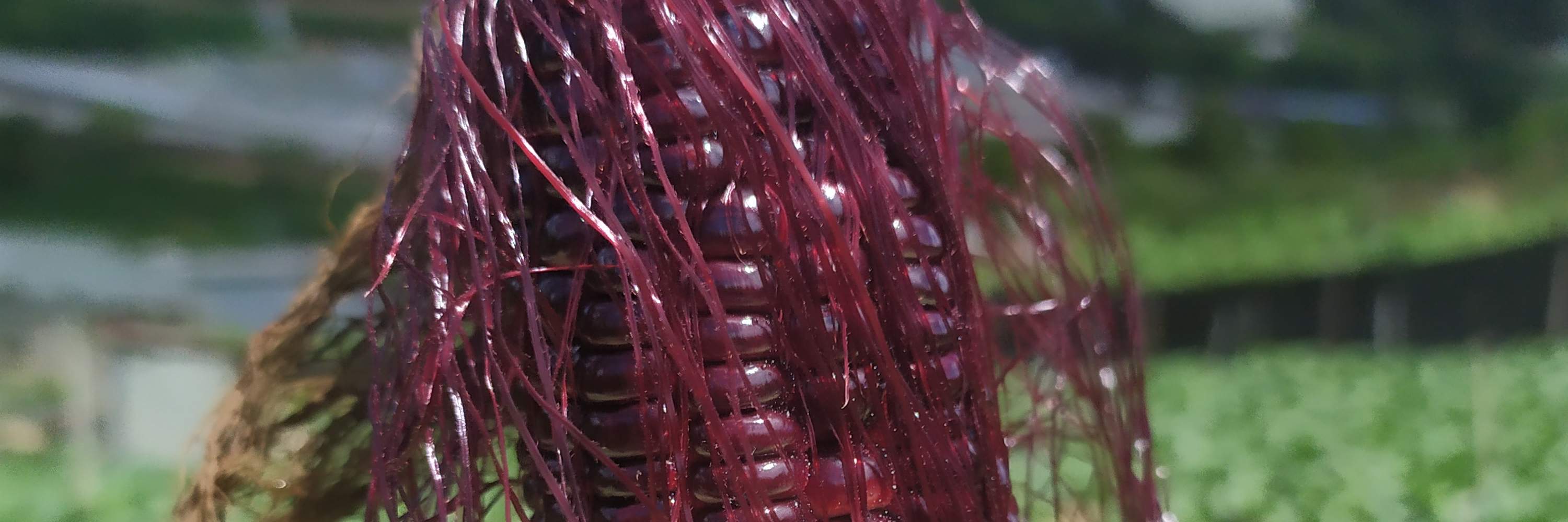 Jim's Vegetable Farm Ticket in Cameron Highlands - Klook United Kingdom