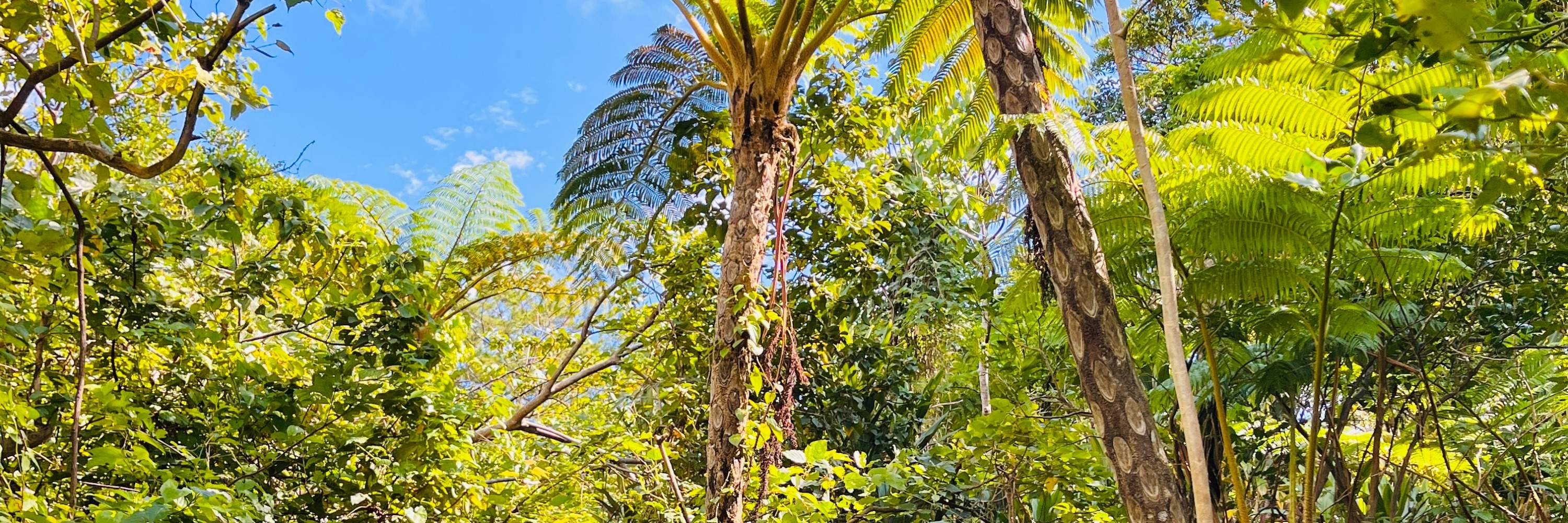 Parcours d'exploration ultime de la jungle : Expérience en buggy de 60 ...