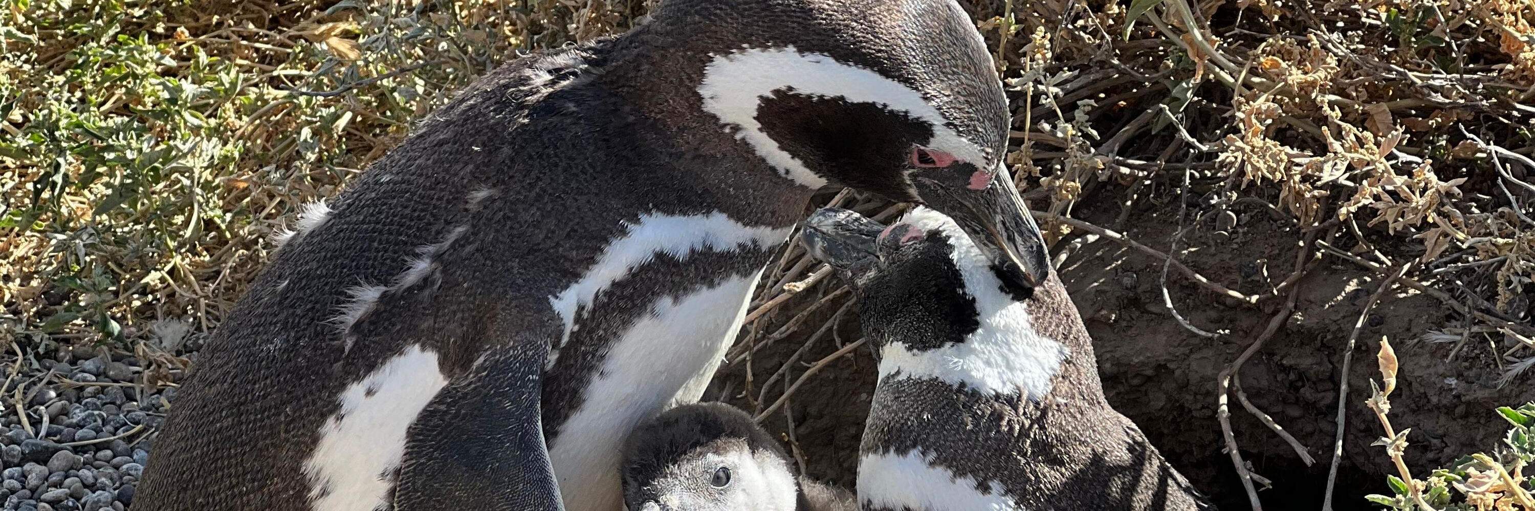 Punta Tombo Penguins Reserve One-Day Tour - Klook Canada