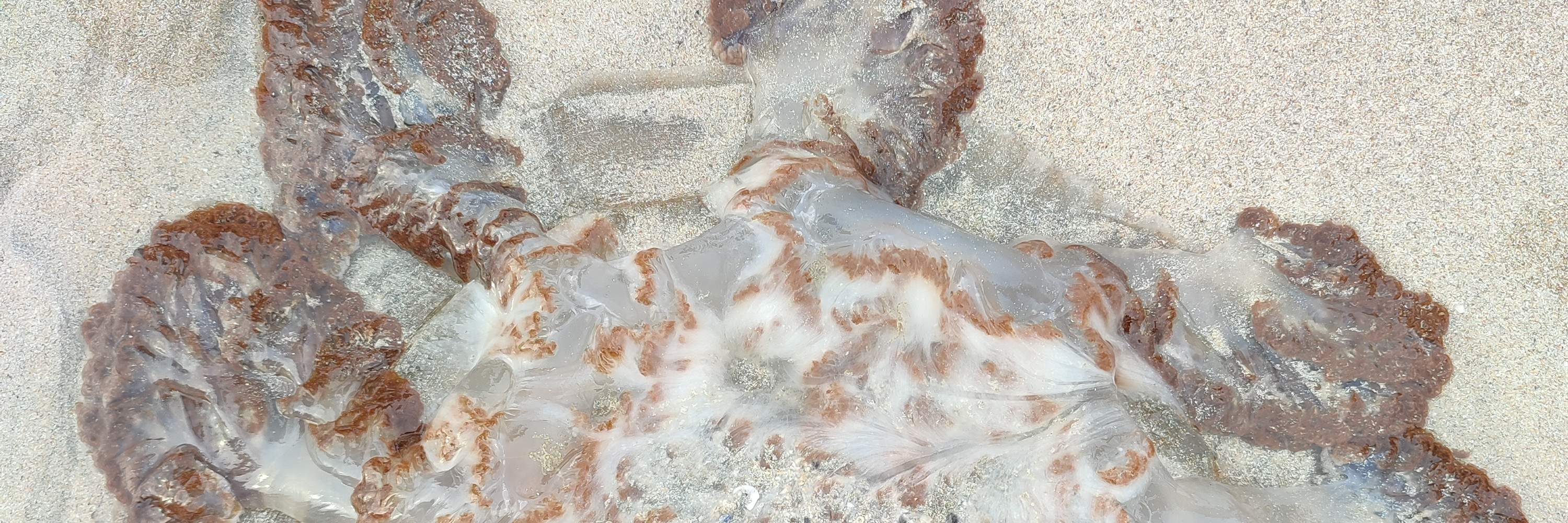 90 Minutes Beach and Tide Pool Walk in Desaru Walking Tour - Klook Malaysia