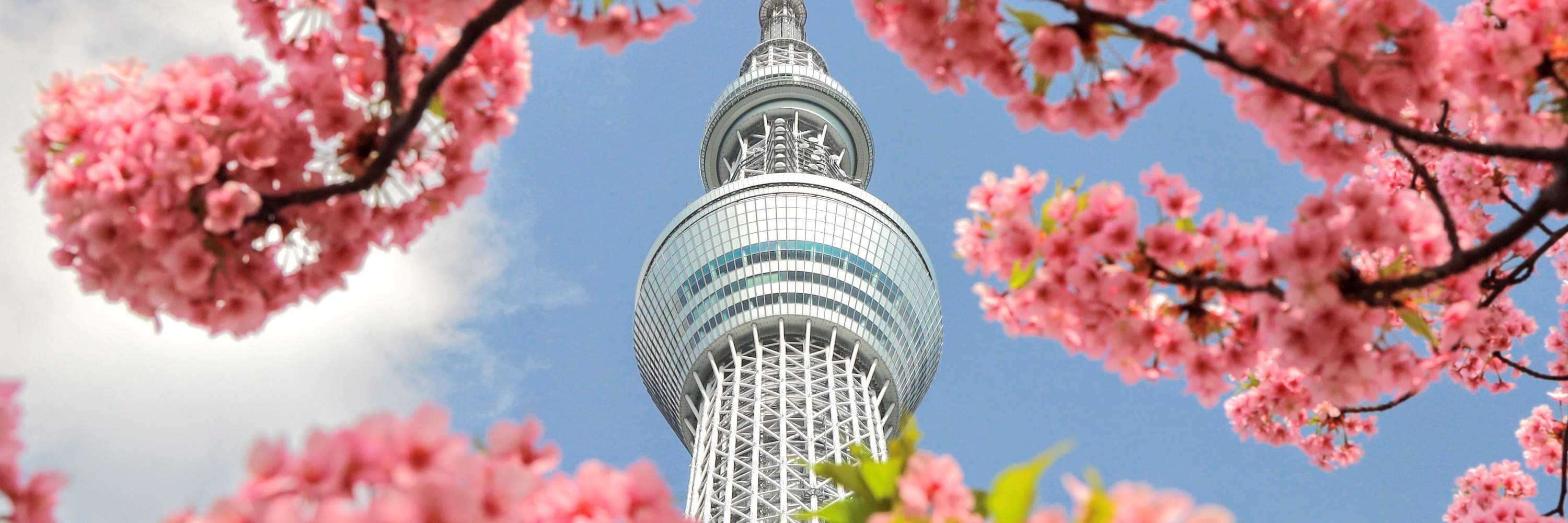 Tokyo Amazing Sightseeing Bus Day Tour - Klook