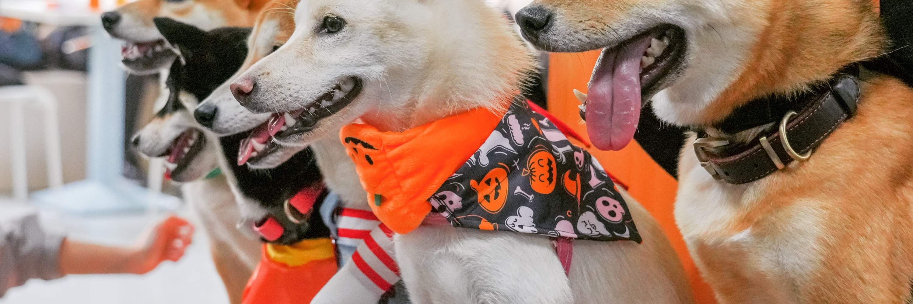 On Dog Dog Cafe - Pet Interaction Experience in Hong Kong - Klook Hong Kong
